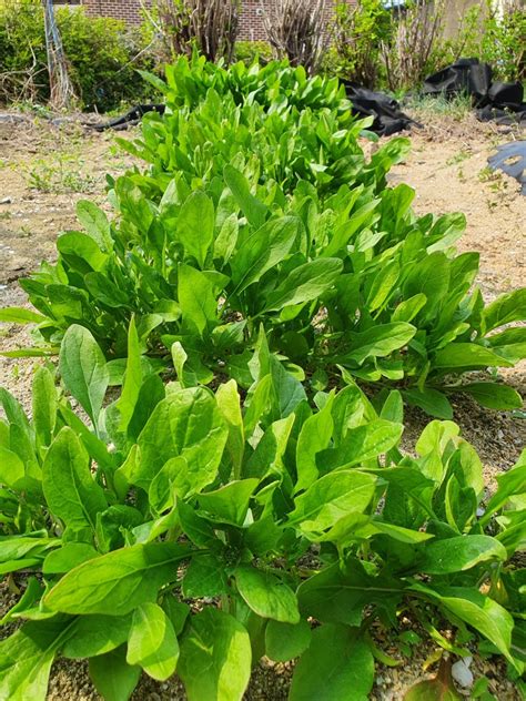 시금치 심는시기 씨앗 파종시기 심기 심는법 월동 시금치키우기 네이버 블로그