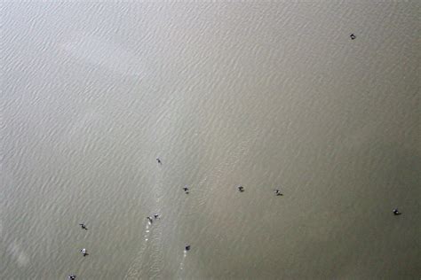 Nuggets And Observation In Aaron Yetters Latest Blog After The Aerial Waterfowl Survey Include