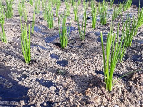 대파 모종 심는시기 대파심기 씨앗 파종시기 네이버 블로그
