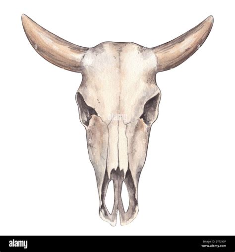 Bull Skull Illustration