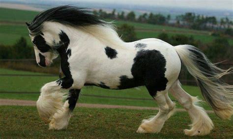 Cuanto Cuesta Un Caballo Percherón