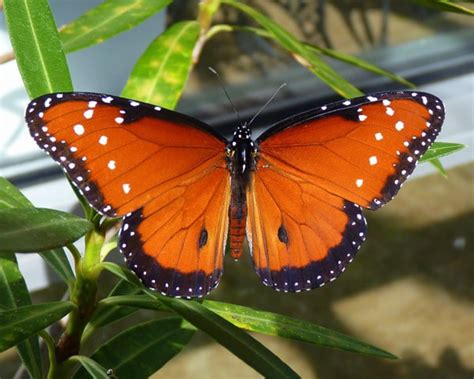 Monarch Lookalikes And How To Tell The Difference Save Our Monarchs