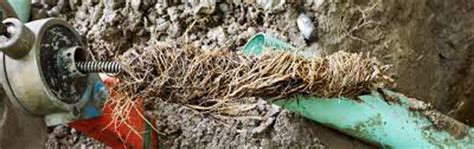 Tree Root Cutting Root Cutting And Maintenance Company