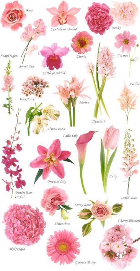Below We Have Listed 100 Different Types Of Flowers And Their Names Which Florists Often Use
