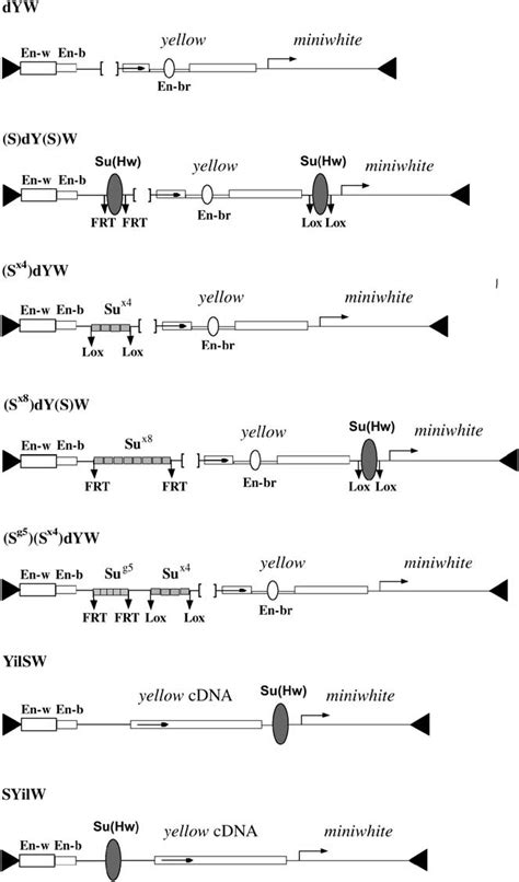 Schematic Of Transposon Constructs The Maps Download Scientific Diagram