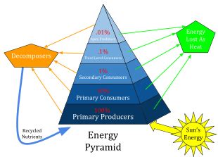 Biomass Ecology Wikipedia