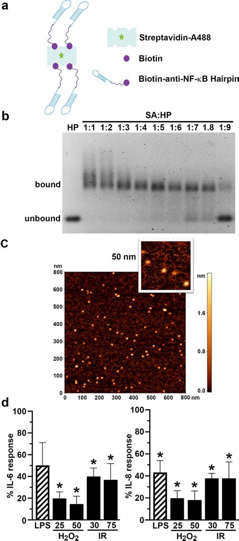 Inhibition Of Nf Kb Using Decoy Dna Deploying Constructs Attenuates