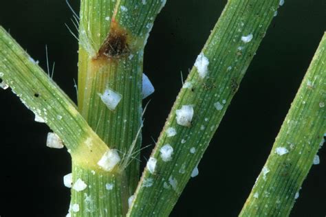 Saltgrass In Frisco At Aileen Markham Blog