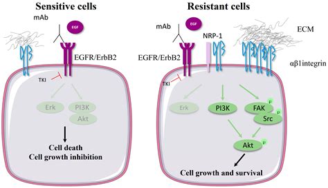 Role Of Integrins In Resistance To Therapies Targeting Growth Factor