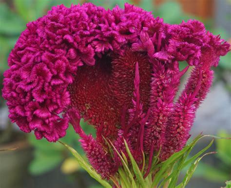 Celosia Cristata Amish Cockscomb Seeds