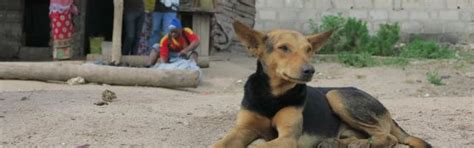 Paracon Global Alliance For Rabies Control