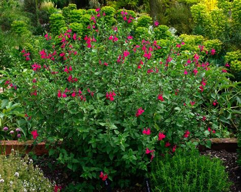 Salvia Microphylla Gardensonline
