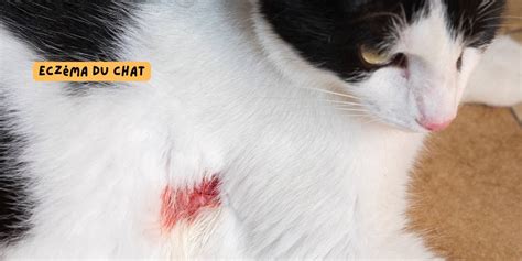 Feline Eczema Causes Symptoms And Solutions