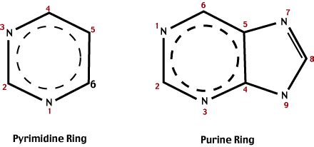 Biology 335 Lecture Notes Nucleic Acid Structure 2
