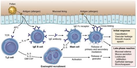 Immunology Lecture 10 Hypersensitivity Flashcards Quizlet