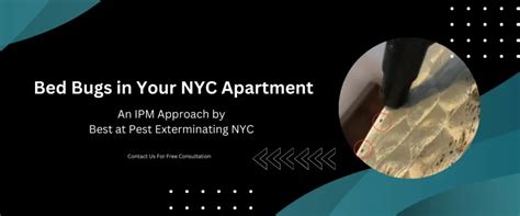 Removing Bed Bugs In Your Nyc Apartment Best Pest Nyc