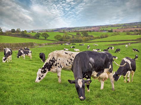 Cows Grazing By Photograph Taken By Alan Hopps