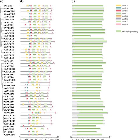Figure 2 From Identification And Expression Profile Of Nced Genes In