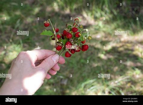 Small Wild Strawberries On The Bush In Female Hand On Green Grass