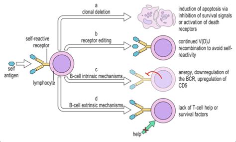 Adverse Immune Response Flashcards Quizlet Adverse Immune Response Flashcards Quizlet