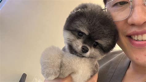 대구강아지분양 대구애견분양 개키우는남자 대구비숑프리제분양 대구포메라니안분양 대구말티즈분양대구말티푸분양강아지브이로그 Youtube