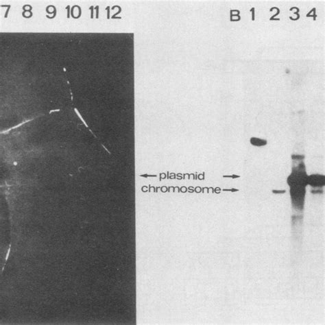 Copy Number Estimation For Plasmid Pura3 13 In S Pombe Dna Was Download Scientific Diagram