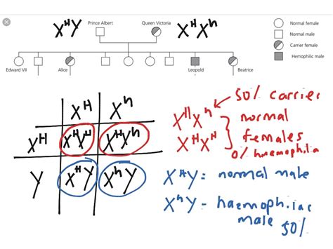 Sex Linked Genes Science Genetics Biology Showme