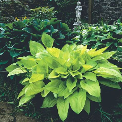 Hosta Plantain Lily Assorted Hosta Hybrid Mygardenlife