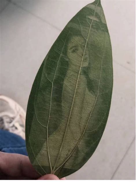 怎样激光雕刻树叶？ 知乎