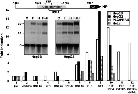 Transient Transfection Assays Using Cat Reporter Construct Hp 5 ␮ G