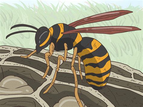 How Long Do Wasps Live Indoor Outdoor Lifespan