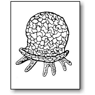 Difflugia Microbus Microscope Educational Website
