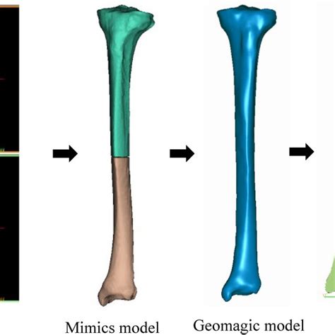 The Modelling Process Of The Tibia Model Download Scientific Diagram