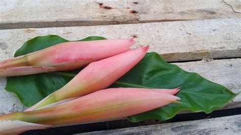 10 Khasiat Bunga Kantan Kepada Kesihatan Dalaman Dan Luaran 2026