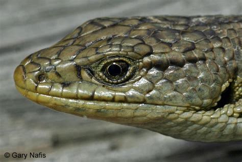 San Francisco Alligator Lizard Lizard Alligator Reptiles And Amphibians