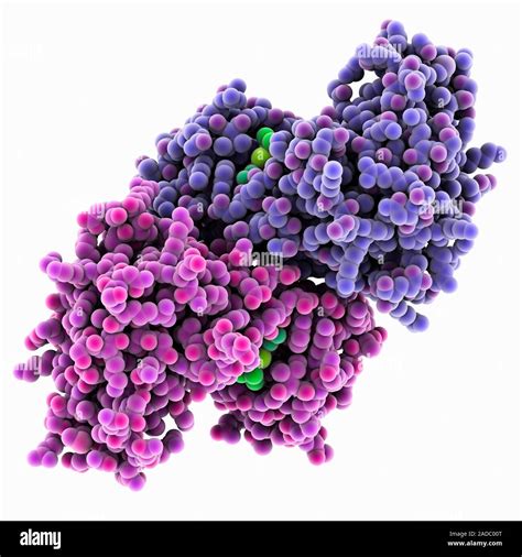 B Raf Kinase V600e Oncogenic Mutant Complexed With Inhibitor Computer Model Showing The