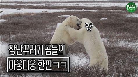 싸우는 거 아니고 노는건데요 장난꾸러기 곰 ㅣKBS 방송 YouTube