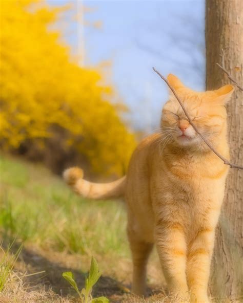 진소라 Jin Sora 💐꽃냥이 다이어리 17 [개나리] 황금빛 고양이와 노오란 개나리꽃의 콜라보란 💛 따뜻한 색채들이 모여 긍정의 기운이 배가 되는 것 같달까요🙌