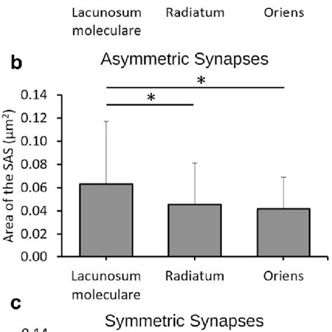 Size Of Psd95 Puncta Asymmetric Synapses And Symmetric Synapses A