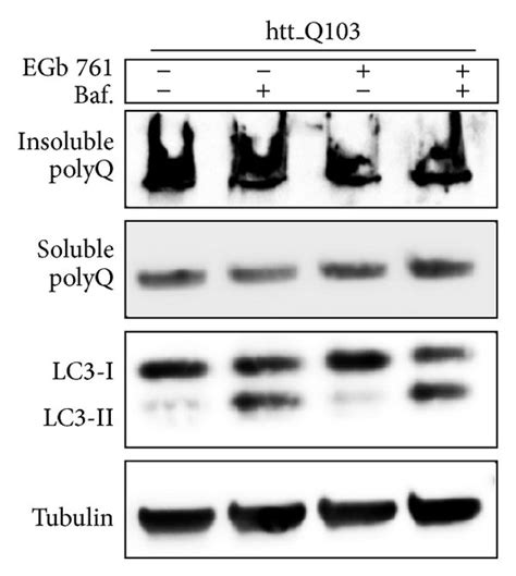 Effects Of Egb 761 On Degradation Of Polyq Proteins And Polyq