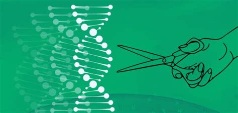 Gene Editing How CRISPR TALENS And ZFN Edit The Human Genome Happiest Health