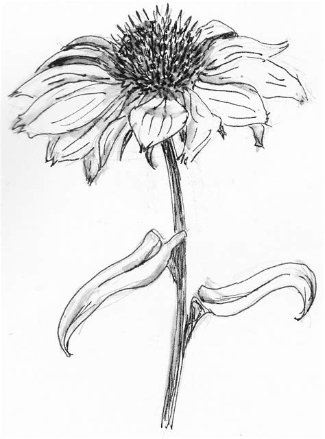 How To Draw An Aster Flower Aster Flower Drawing Aster Flower Tattoos Flower