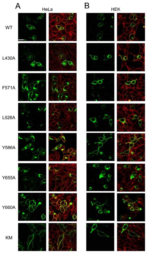 Subcellular Localization Of Abcg1 Mutant Variants In Mammalian Cells