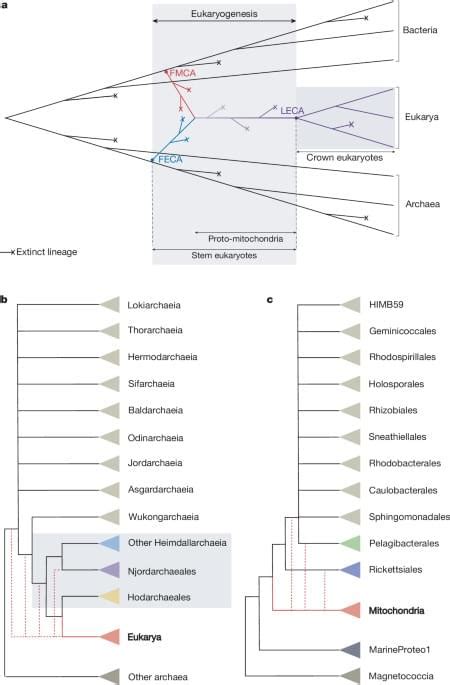 The Emerging View On The Origin And Early Evolution Of Eukaryotic Cells