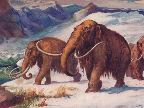 Woolly Mammoth Wallpapers Wallpaper Cave