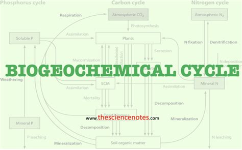 Biogeochemical Cycle And Its Types The Science Notes