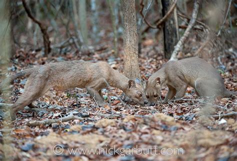 Fossa Life Cycle Basic Knowledge Of Human Blood Pressure