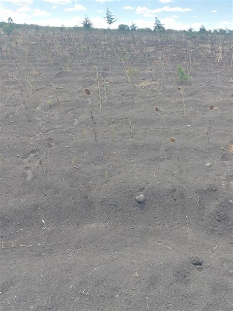 Ensuringfoodsecurity Yourfavouritefarmer Paschal Nnaemeka Crop Sci