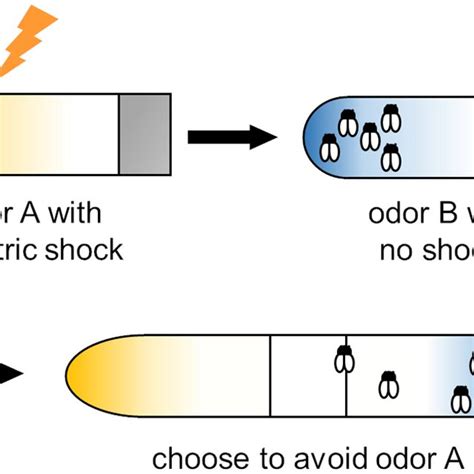 Training Protocol For Olfactory Associative Learning In Drosophila Download Scientific Diagram