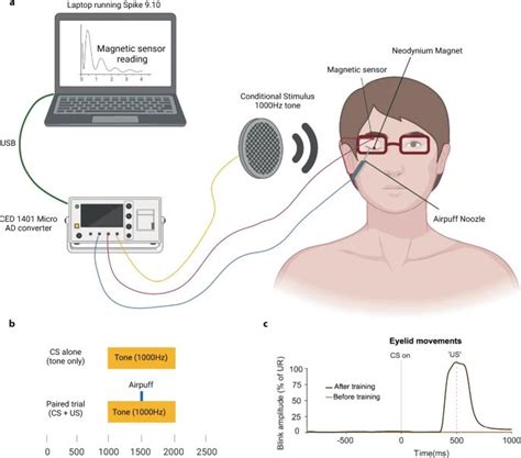 Nve Corporation On Linkedin Effects Of Working Memory Load And Cs Us Intervals On Delay Eyeblink